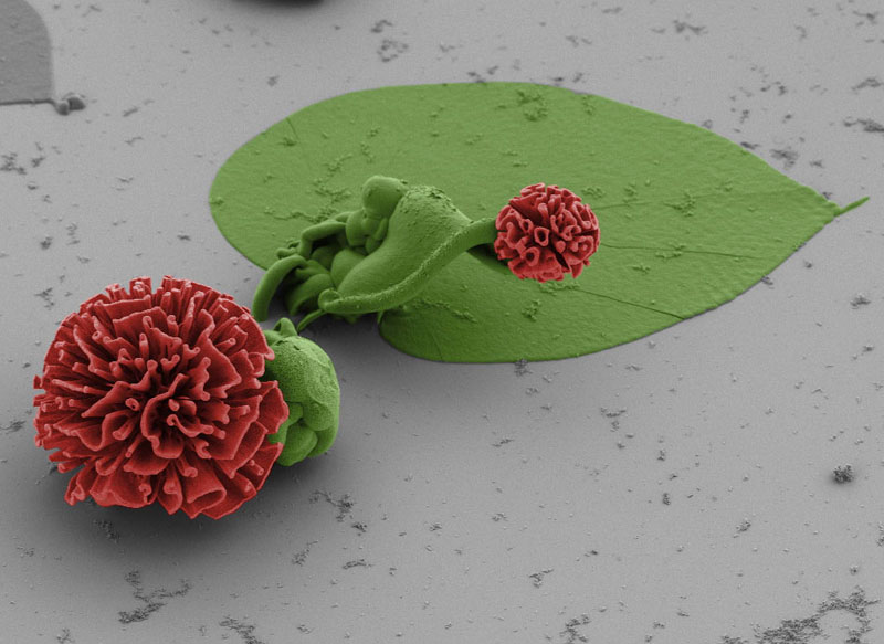 Self-Assembling Nano Flowers Grown in Lab » TwistedSifter