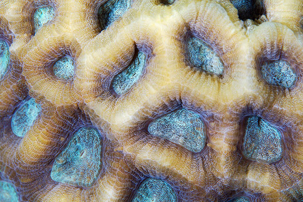 The Textured Patterns of Corals » TwistedSifter