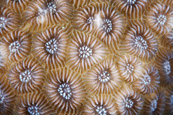 The Textured Patterns of Corals » TwistedSifter