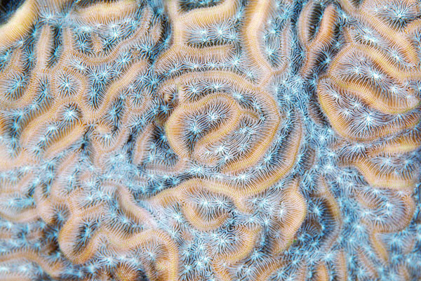 The Textured Patterns of Corals » TwistedSifter