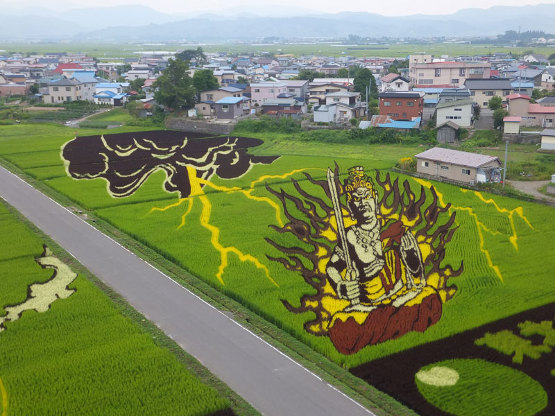 Giant Living Artworks ‘Grown’ on the Rice Fields of Japan » TwistedSifter