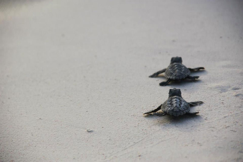 Volunteers Form Human Wall to Guide Baby Turtles to Sea » TwistedSifter