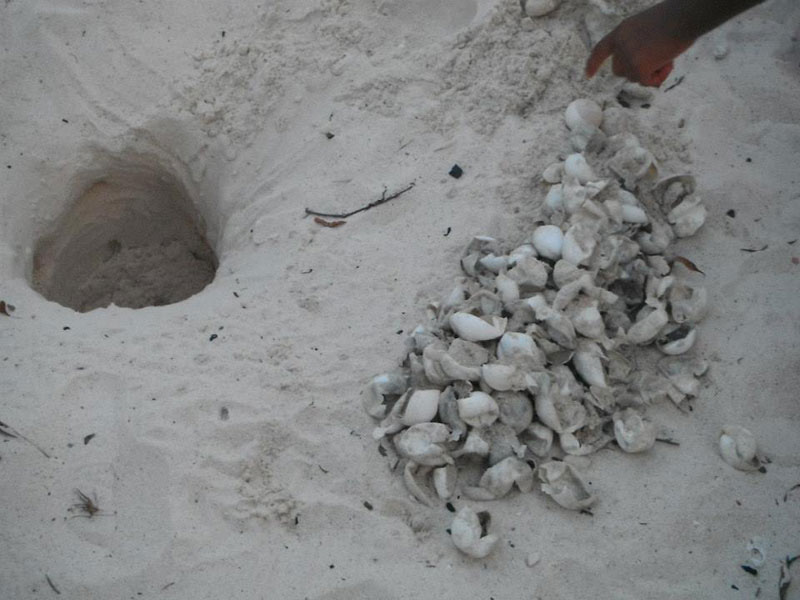 Volunteers Form Human Wall to Guide Baby Turtles to Sea » TwistedSifter