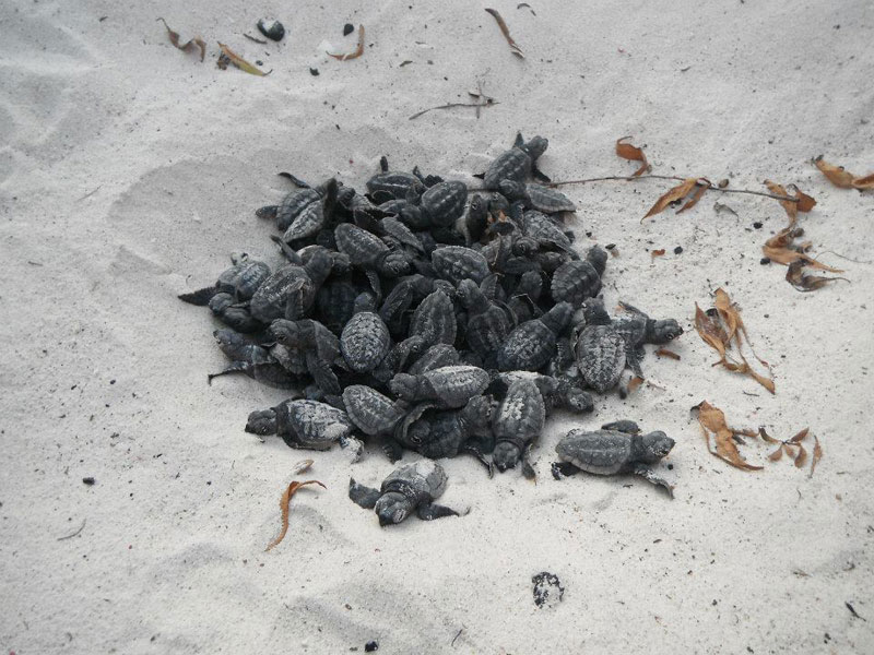 Volunteers Form Human Wall to Guide Baby Turtles to Sea - TwistedSifter