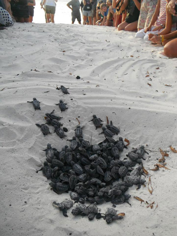 Volunteers Form Human Wall to Guide Baby Turtles to Sea » TwistedSifter