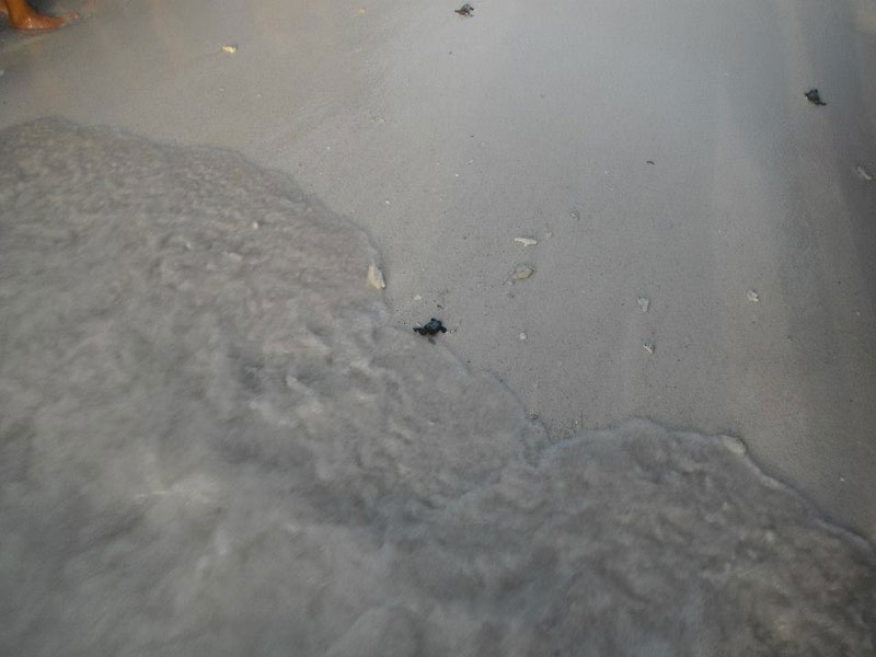 Volunteers Form Human Wall to Guide Baby Turtles to Sea » TwistedSifter
