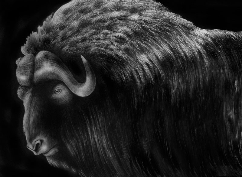 Detailed Animal Drawings Using Only Ink » TwistedSifter