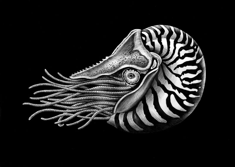 Detailed Animal Drawings Using Only Ink » TwistedSifter