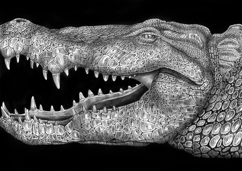 Detailed Animal Drawings Using Only Ink » TwistedSifter