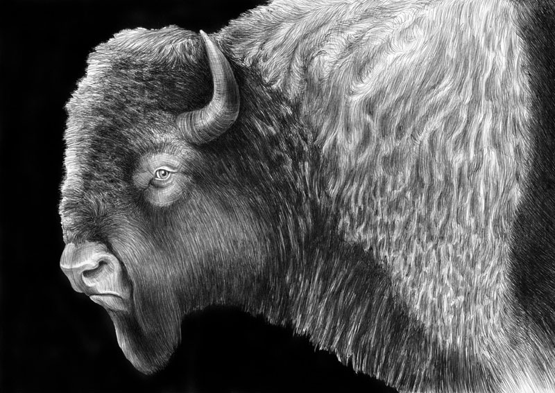 Detailed Animal Drawings Using Only Ink - TwistedSifter