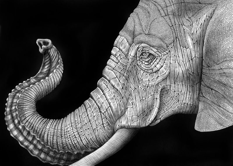 Detailed Animal Drawings Using Only Ink » TwistedSifter