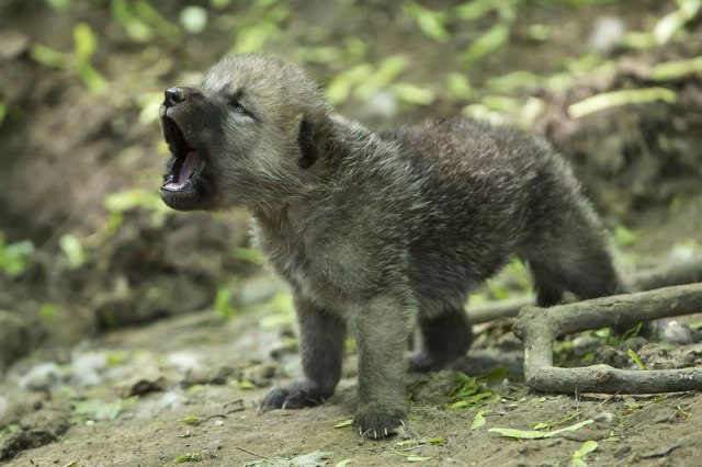 White Wolf Pup Howling