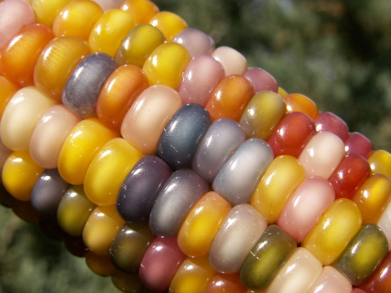 This is Glass Gem Corn. It’s Real and Looks Amazing » TwistedSifter