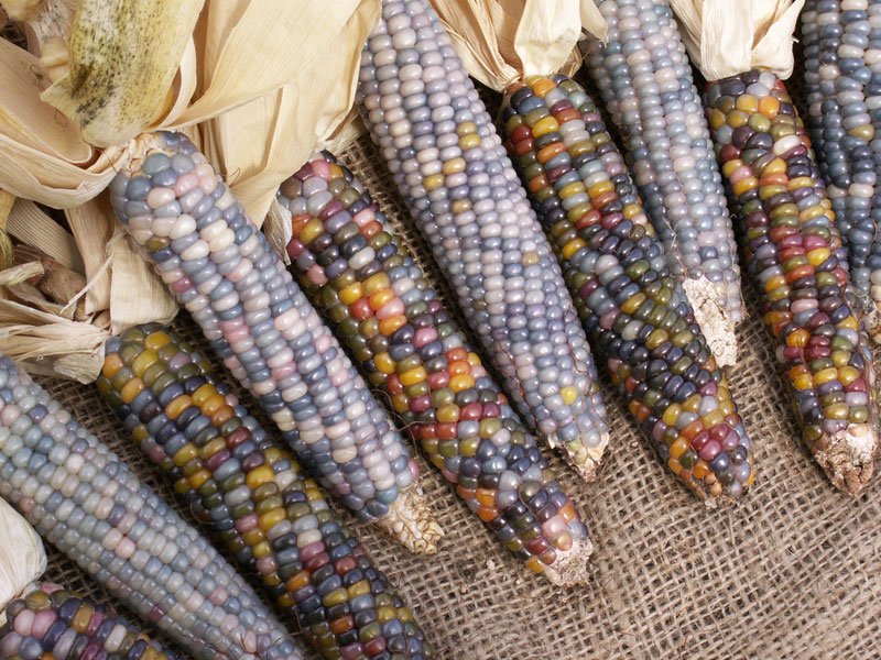 This is Glass Gem Corn. It’s Real and Looks Amazing » TwistedSifter