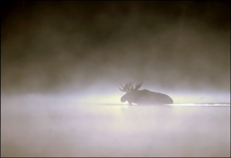 Picture of the Day: Moose in the Mist » TwistedSifter