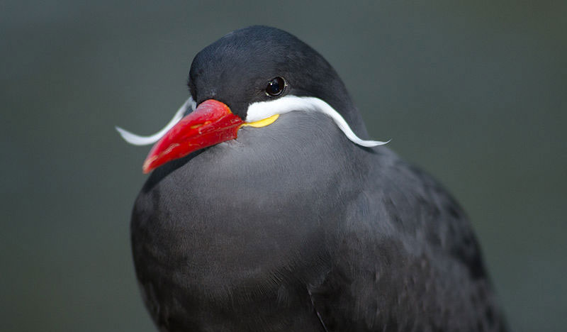 Picture of the Day: One Classy Bird » TwistedSifter
