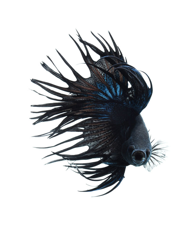The Flowing Fins of Siamese Fighting Fish » TwistedSifter