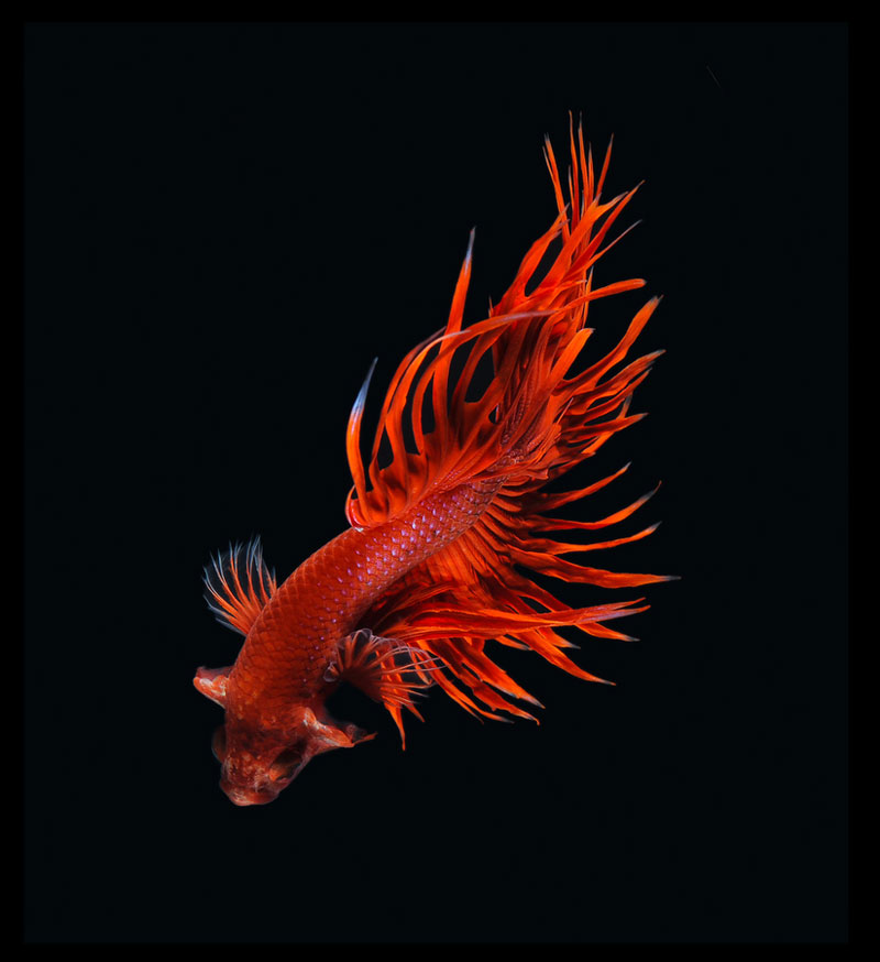 The Flowing Fins of Siamese Fighting Fish » TwistedSifter