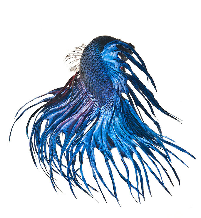 The Flowing Fins of Siamese Fighting Fish » TwistedSifter