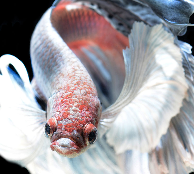 The Flowing Fins of Siamese Fighting Fish » TwistedSifter