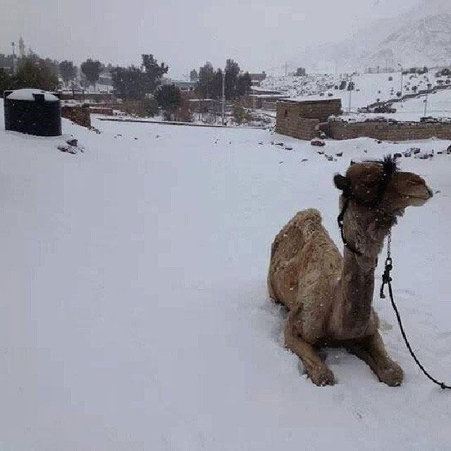 Snow Falls in Cairo for the First Time in 112 Years » TwistedSifter