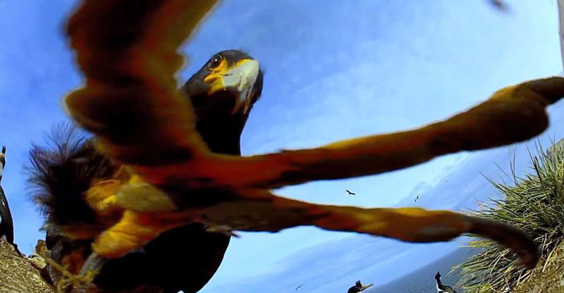 Bird Steals Camera and Proceeds to Take Amazing Footage » TwistedSifter