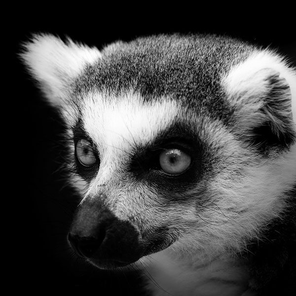 Black and White Animal Portraits in Breathtaking Detail » TwistedSifter