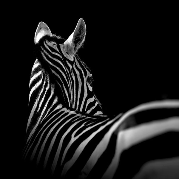 Black and White Animal Portraits in Breathtaking Detail » TwistedSifter