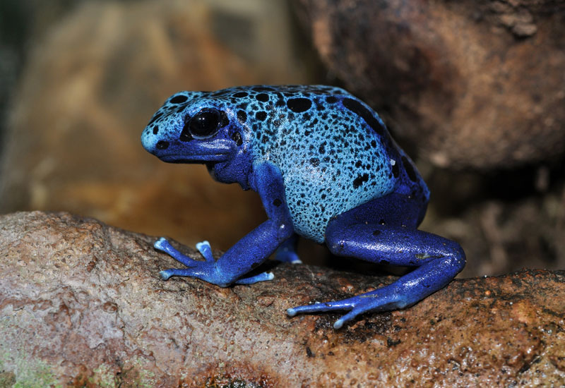 Picture of the Day: The Blue Poison Dart Frog » TwistedSifter