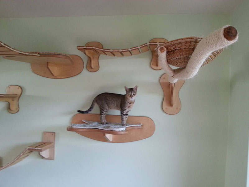 This Furniture Gives New Meaning to the Term ‘Ceiling Cat’ » TwistedSifter