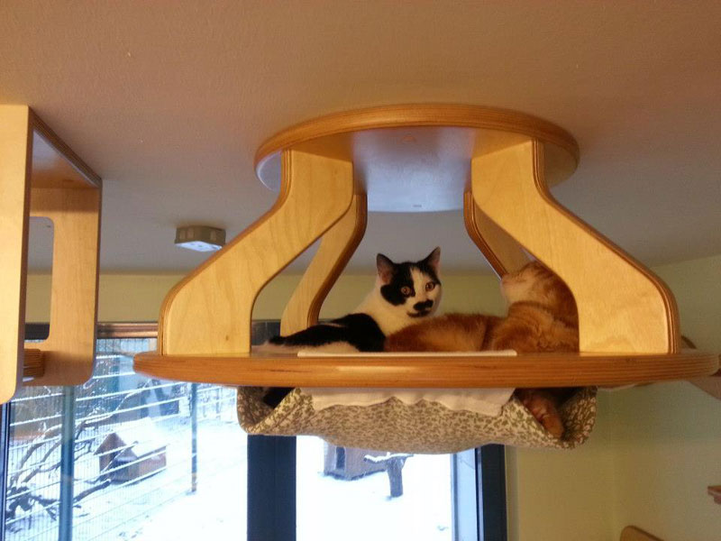 This Furniture Gives New Meaning to the Term ‘Ceiling Cat’ » TwistedSifter