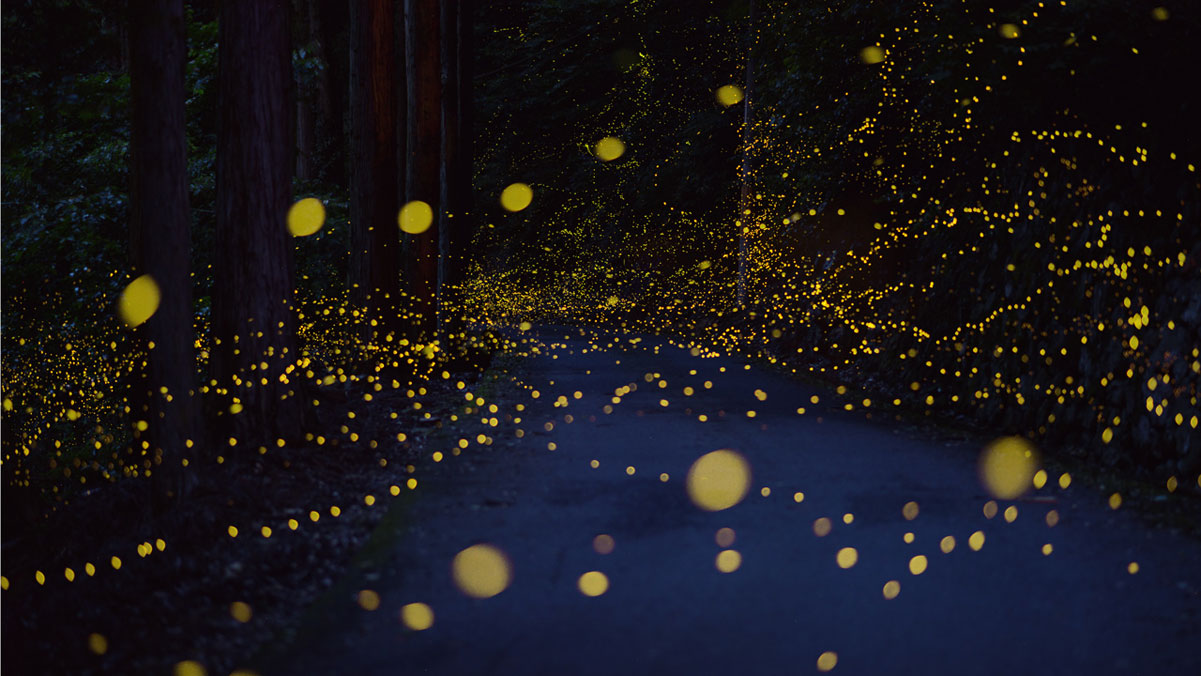 long exposure fireflies at night in japan Tsuneaki Hiramatsu (1 ...