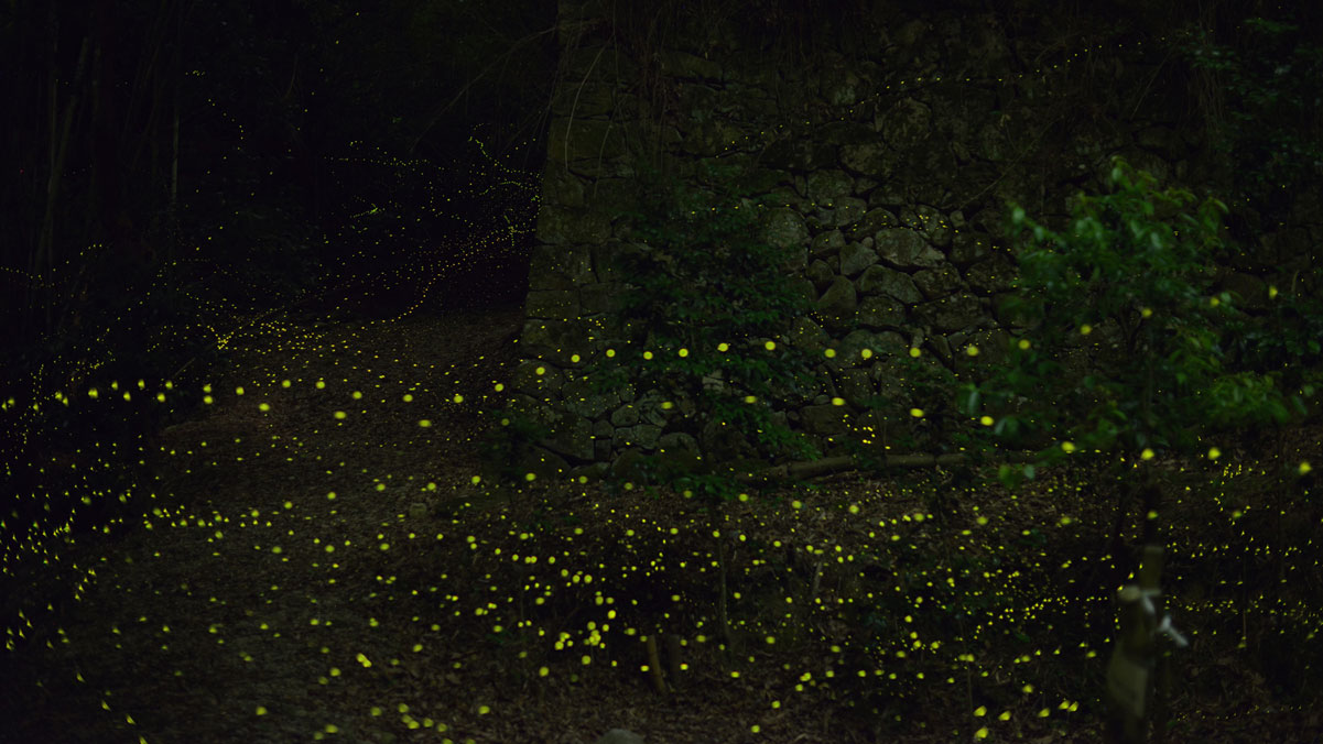 long exposure fireflies at night in japan Tsuneaki Hiramatsu (2 ...