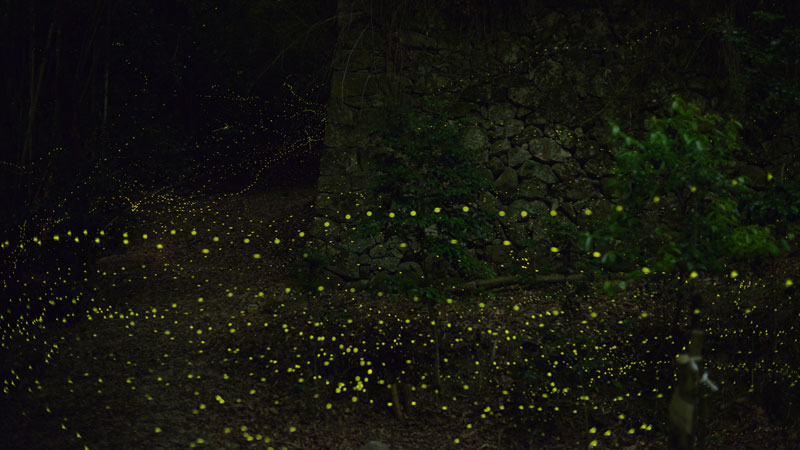 Long Exposure Photos of Fireflies Lighting Up the Forest Night ...