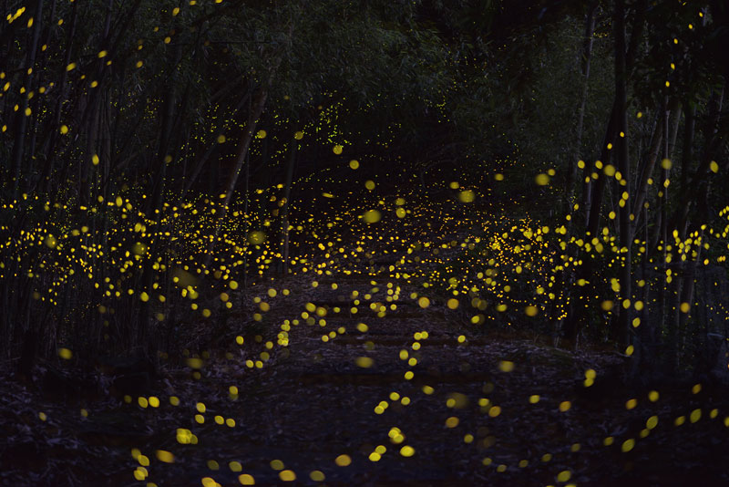 Long Exposure Photos of Fireflies Lighting Up the Forest Night ...