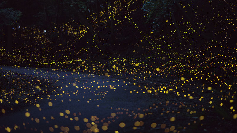 Long Exposure Photos of Fireflies Lighting Up the Forest Night ...