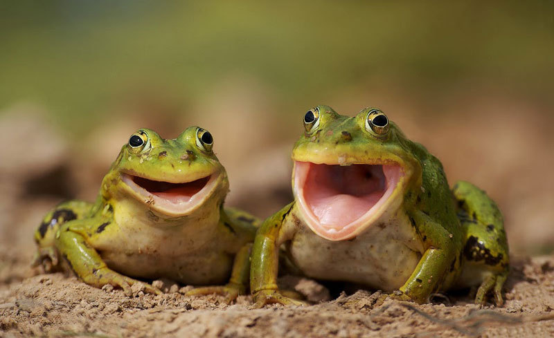 two-frogs-smiling » TwistedSifter