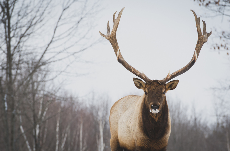 majestic elk portrait with snow on his face » TwistedSifter