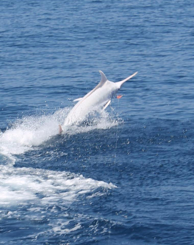 This is the World’s First ‘All White’ Blue Marlin Ever Caught on Film ...