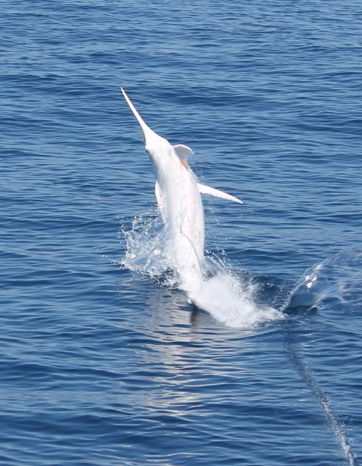 This is the World’s First ‘All White’ Blue Marlin Ever Caught on Film ...