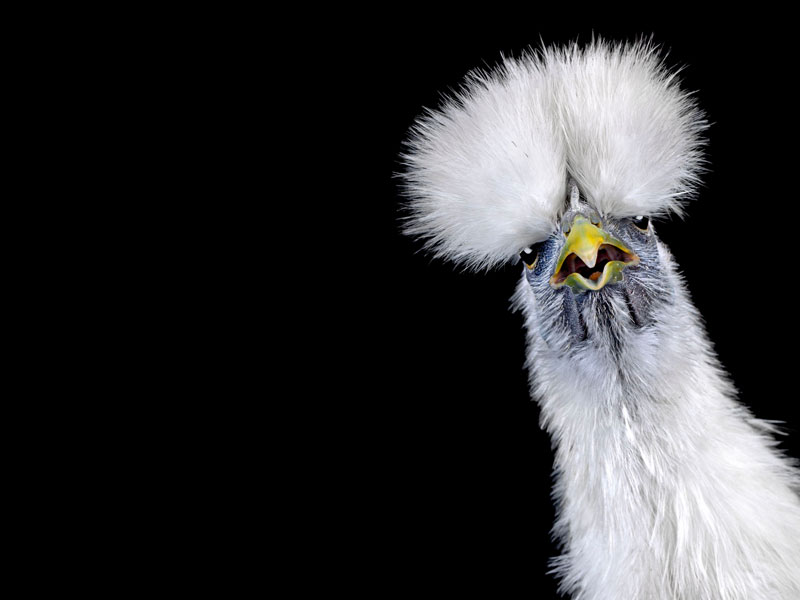 The Curious World of Chicken Beauty Pageants - TwistedSifter