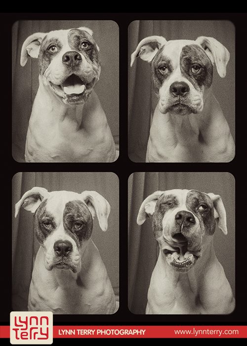 10 Reasons Why ‘Dogs in Photo Booths’ is the Best Idea Ever » TwistedSifter