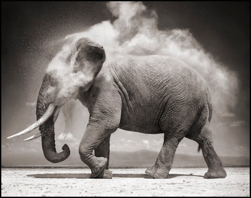 Picture of the Day: Elephant Dust Bath » TwistedSifter