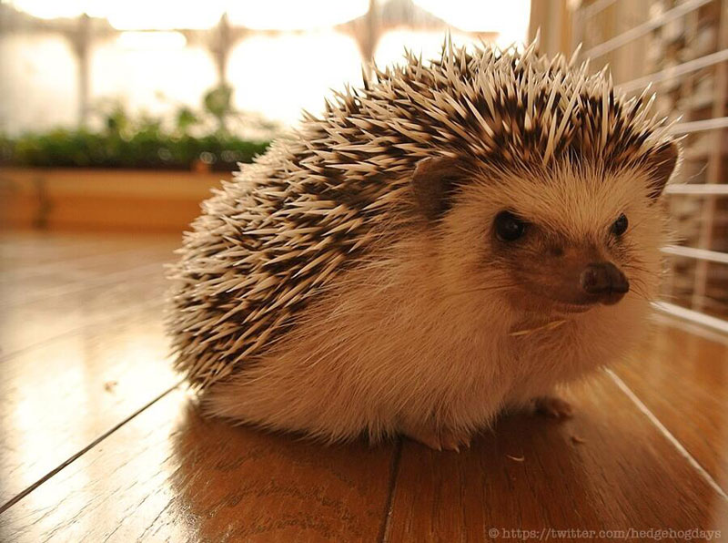 Meet Marutaro, the Hedgehog the World Needs Right Now - TwistedSifter