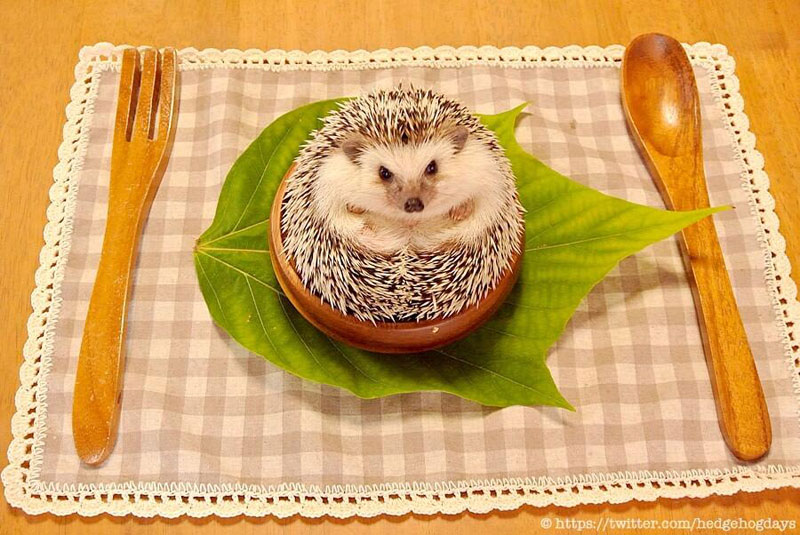 Meet Marutaro, the Hedgehog the World Needs Right Now - TwistedSifter