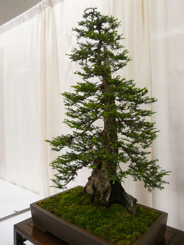 bonsai-redwood-tree- » TwistedSifter
