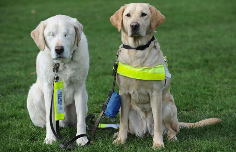 After This Guide Dog Lost His Sight, His Owner Did Something Remarkable ...