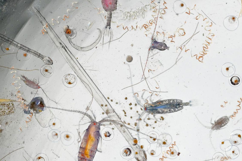 This is What a Handful of Magnified Seawater Looks Like - TwistedSifter