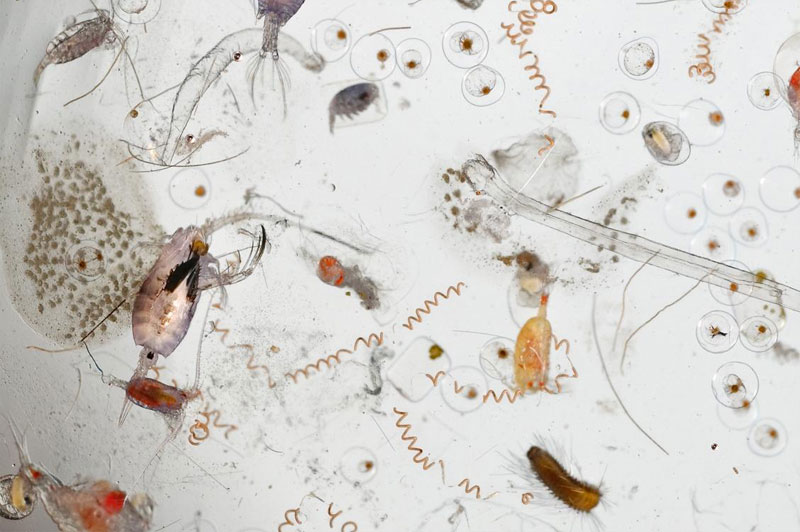This is What a Handful of Magnified Seawater Looks Like - TwistedSifter