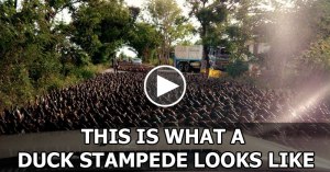 DUCK-STAMPEDE-VIDEO » TwistedSifter